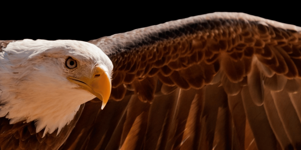 Eagle Personality Traits & Vital Characteristics - Healthy Premiere