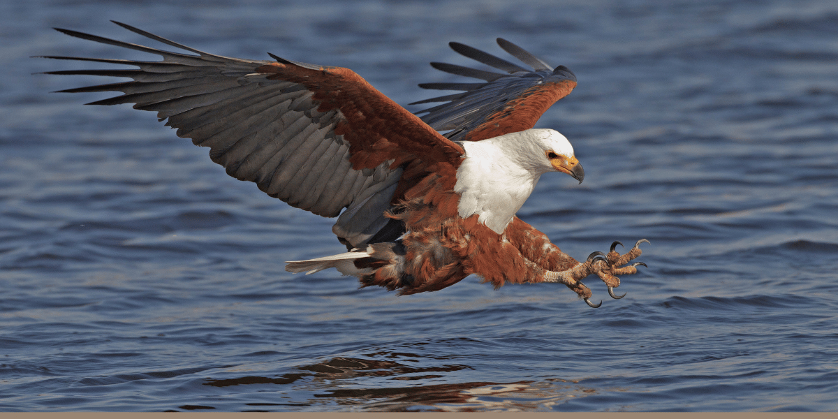 Eagle Personality Traits & Vital Characteristics - Healthy Premiere