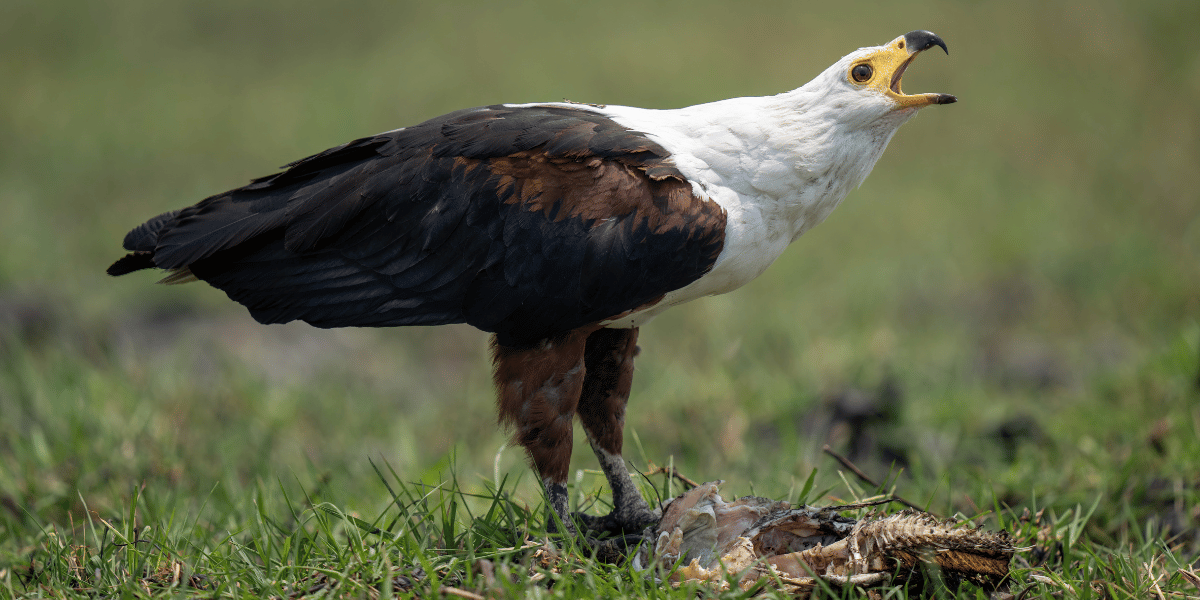 Eagle Personality Traits & Vital Characteristics - Healthy Premiere
