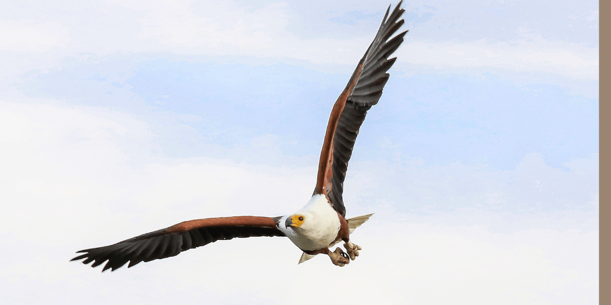 Eagle Personality Traits & Vital Characteristics - Healthy Premiere